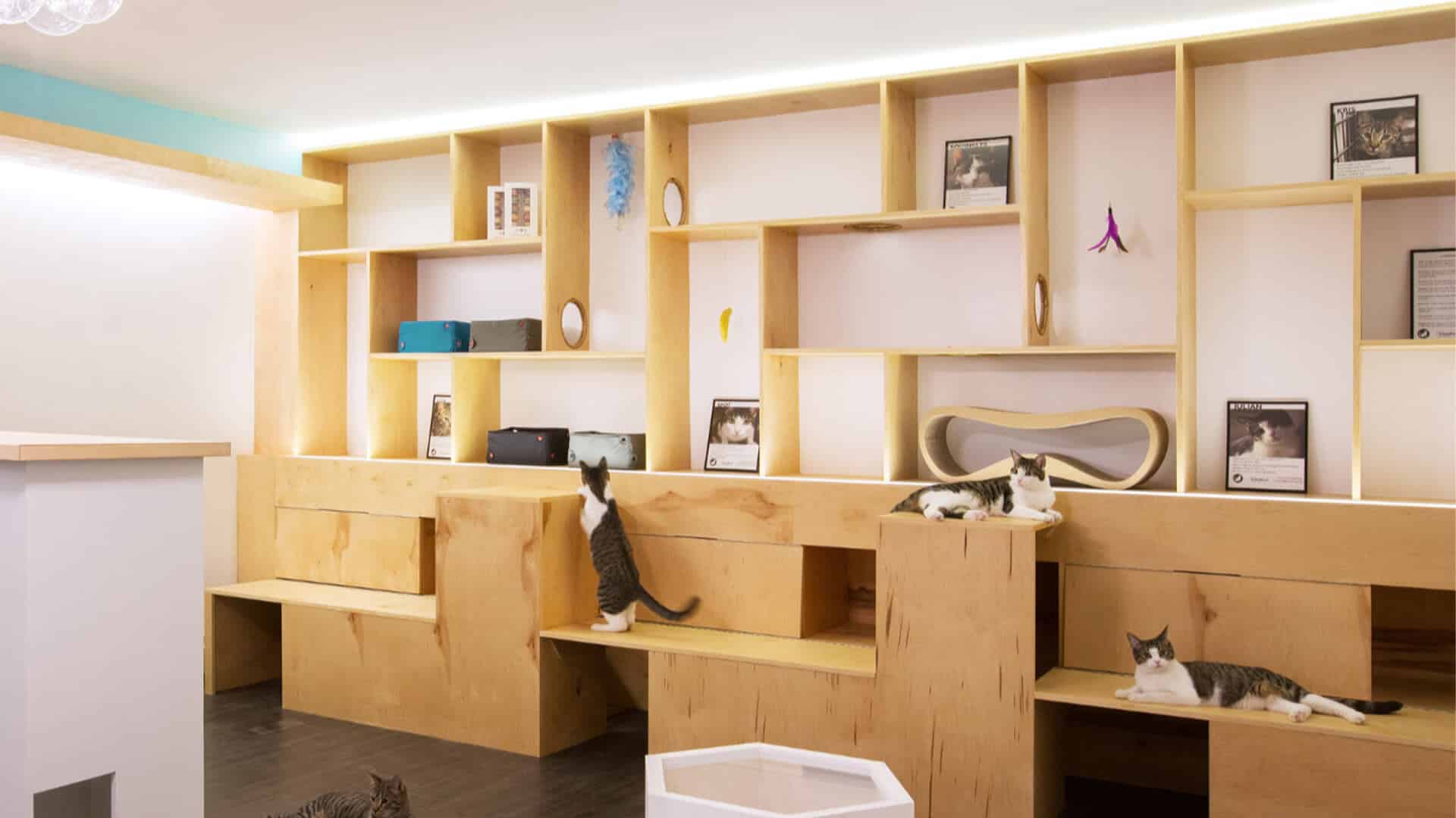 Stray + Meow Parlour จากการตลาด สู่การช่วยเหลือเหมียว - GameTonix